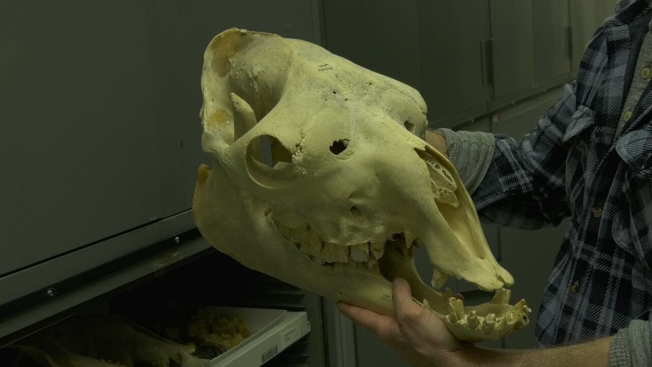 Alaska Zoo donates Bactrian camel bones to Fairbanks museum - YouTube