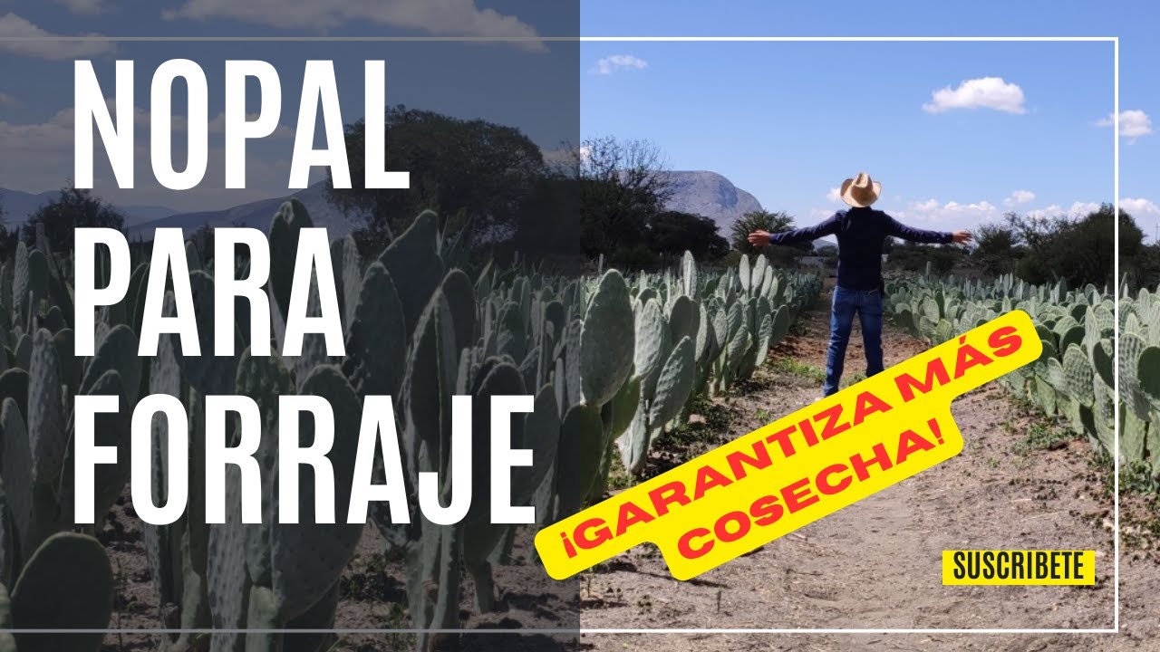 ¡Secretos para Garantizar Cosecha de Nopal FORRAJERO! Riego y ...