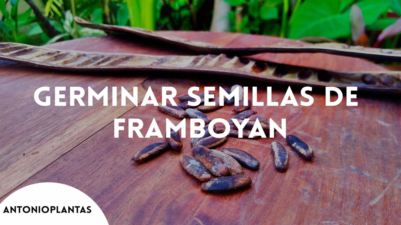 Germinar Semillas De Tabachin l Recomendaciones - YouTube