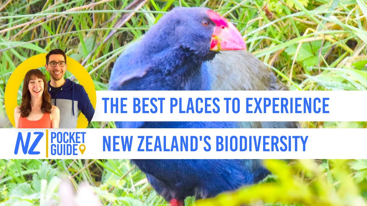 🐦 The Most Biodiverse Places in New Zealand to Visit - NZPocketGuide ...