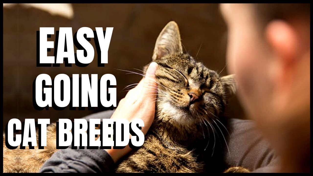 Easy-Going Cat Breeds - YouTube