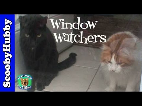 Window Watchers -- Cat Clips #8 - YouTube