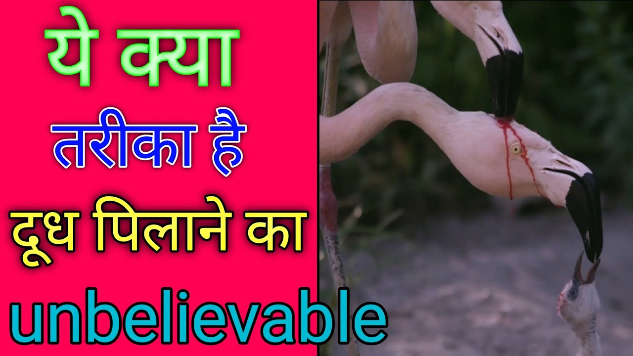 flamingo feeding baby red crop milk #shorts #facts - YouTube