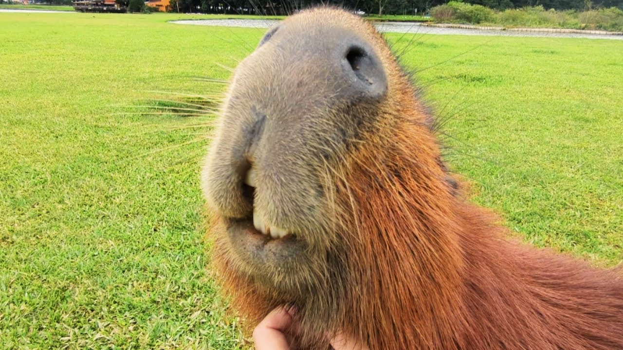 First Time Petting This Nervous Capybara - YouTube
