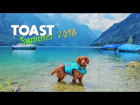 Toast - Summer 2018 - Cocker Spaniel Agility - YouTube