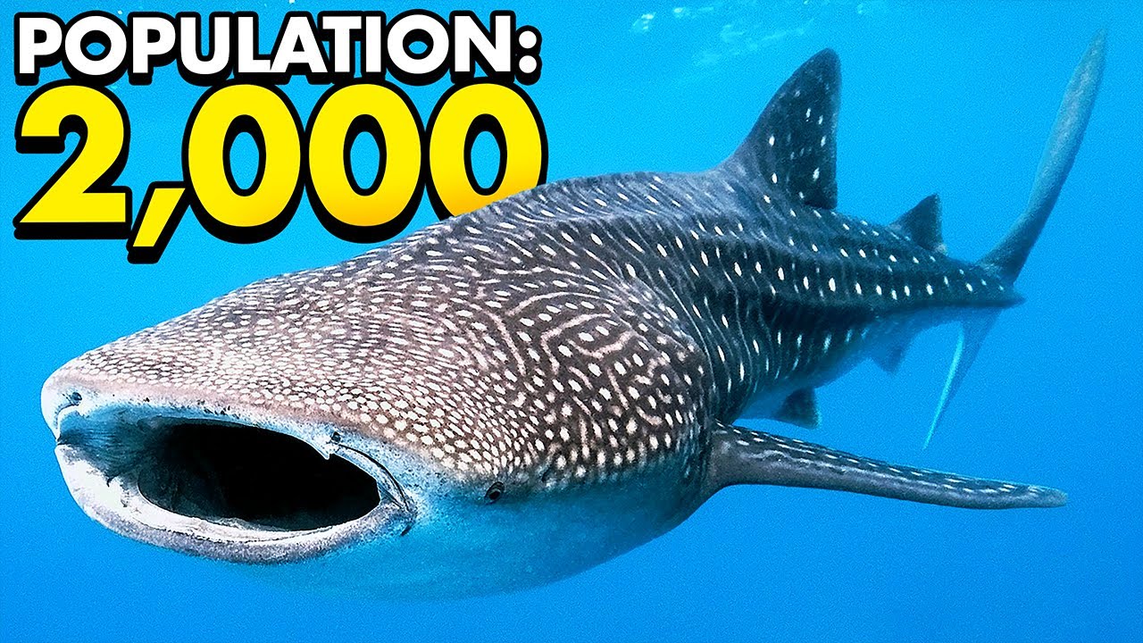 Top 10 Endangered Sea Creatures | Underwater Central - YouTube