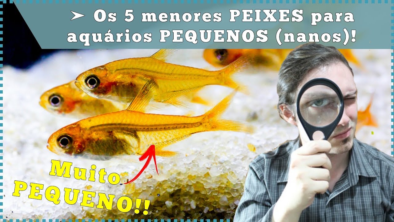 Os 5 menores PEIXES para aquários PEQUENOS (nanos)! - YouTube