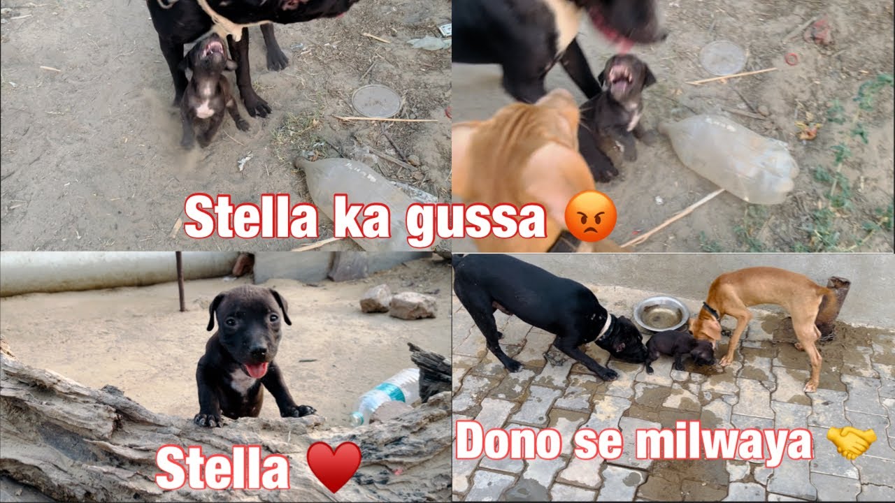 Stella ka gussa 😡 || Micheal or Roman ko stella milwaya 🤝|| Raaz dog vlogs || - YouTube