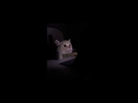 !!! CAT REACTS TO NESTLE CRUNCH LONG VERSİON TİKTOK !!!