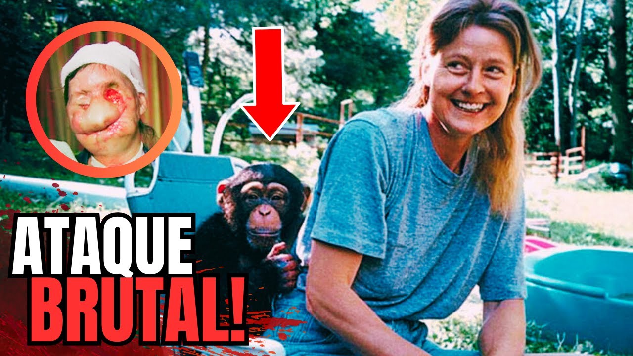 Al Borde de la Muerte: Chimpancé Ataca a Charla Nash | Imágenes ...