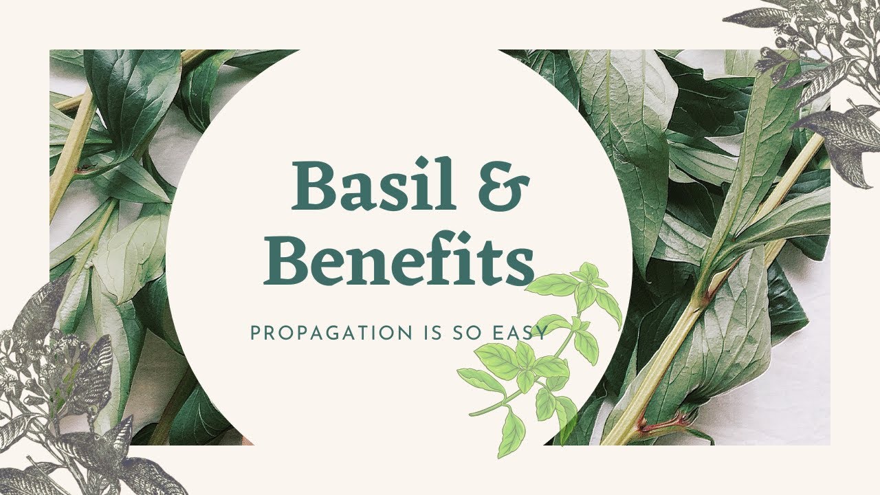 Wal-Mart Basil/Growing more Basil from a store-bought herb - YouTube