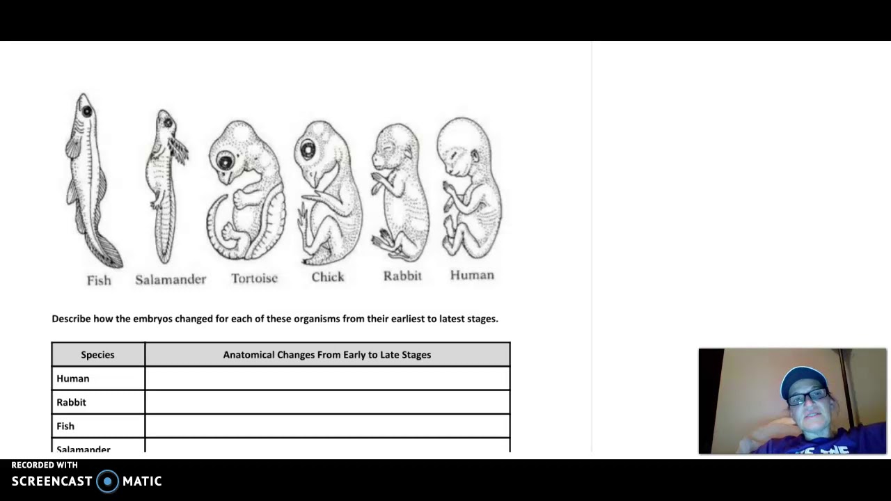 Embryology Questions And Answers Pdf