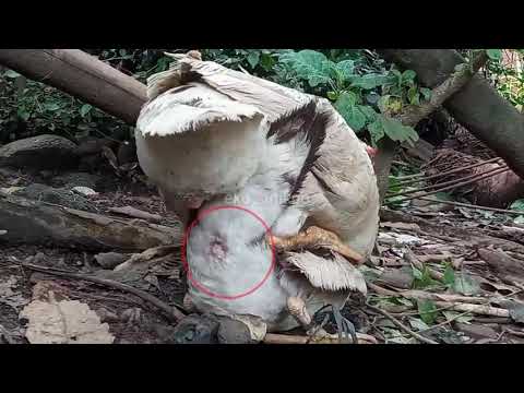 #shorts Bebek entok kawin