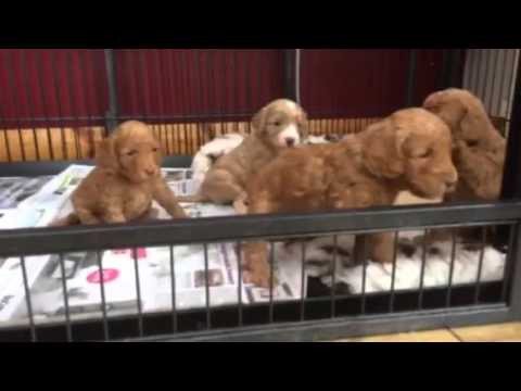 Cockapoos 3 weeks and 3 days old - YouTube