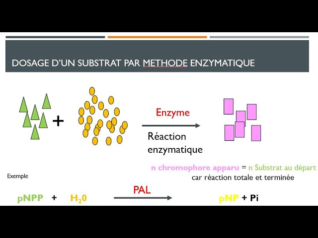 Exemple De Complexe Substrat Enzymatique