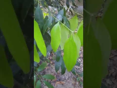 Tejpata Cha or Bey leaf Tea.so easy and testy drinks. - YouTube