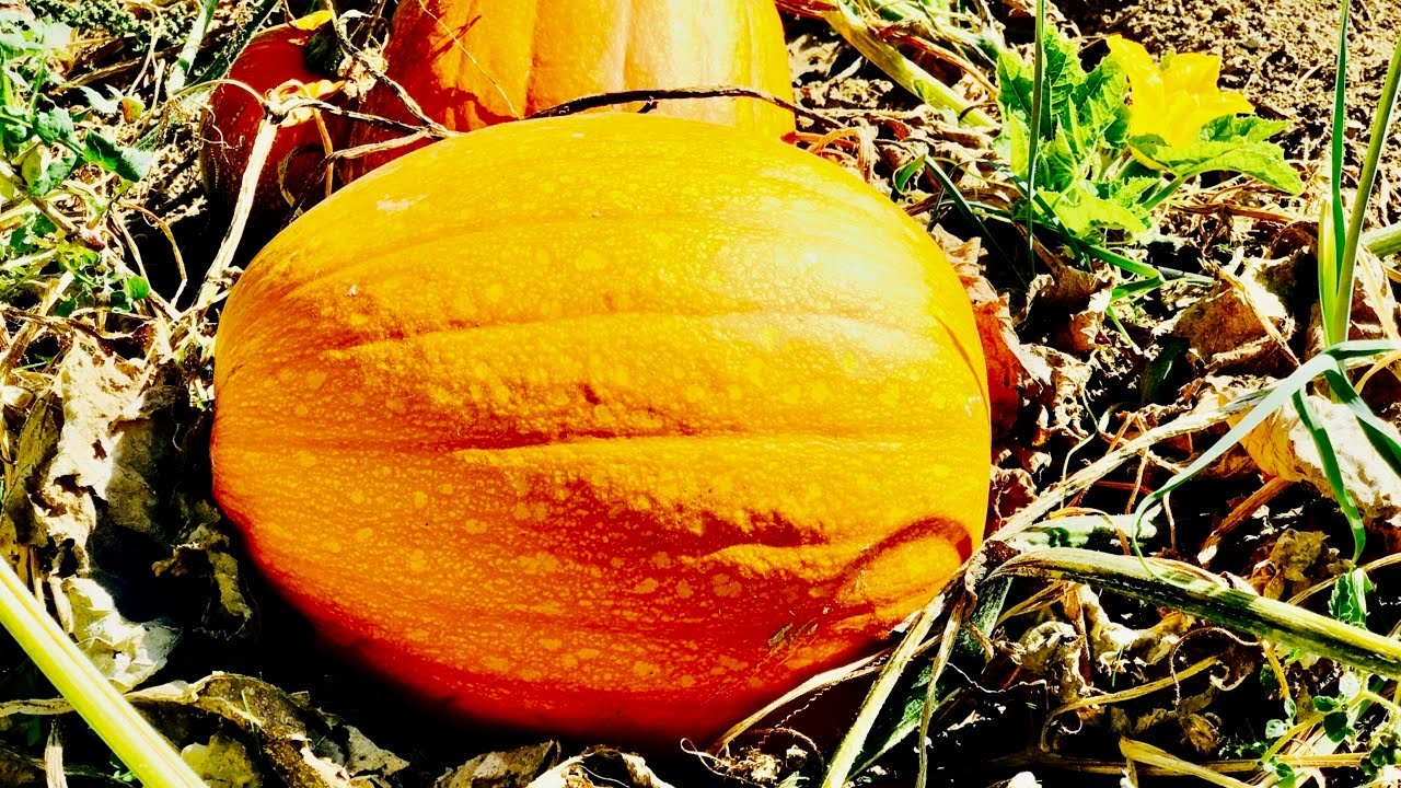 Vida Natural en el cultivo: La calabaza grande naranja de la cosecha de ...