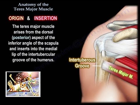 Anatomy Of The Teres Major Muscle - Everything You Need To Know - Dr. Nabil Ebraheim