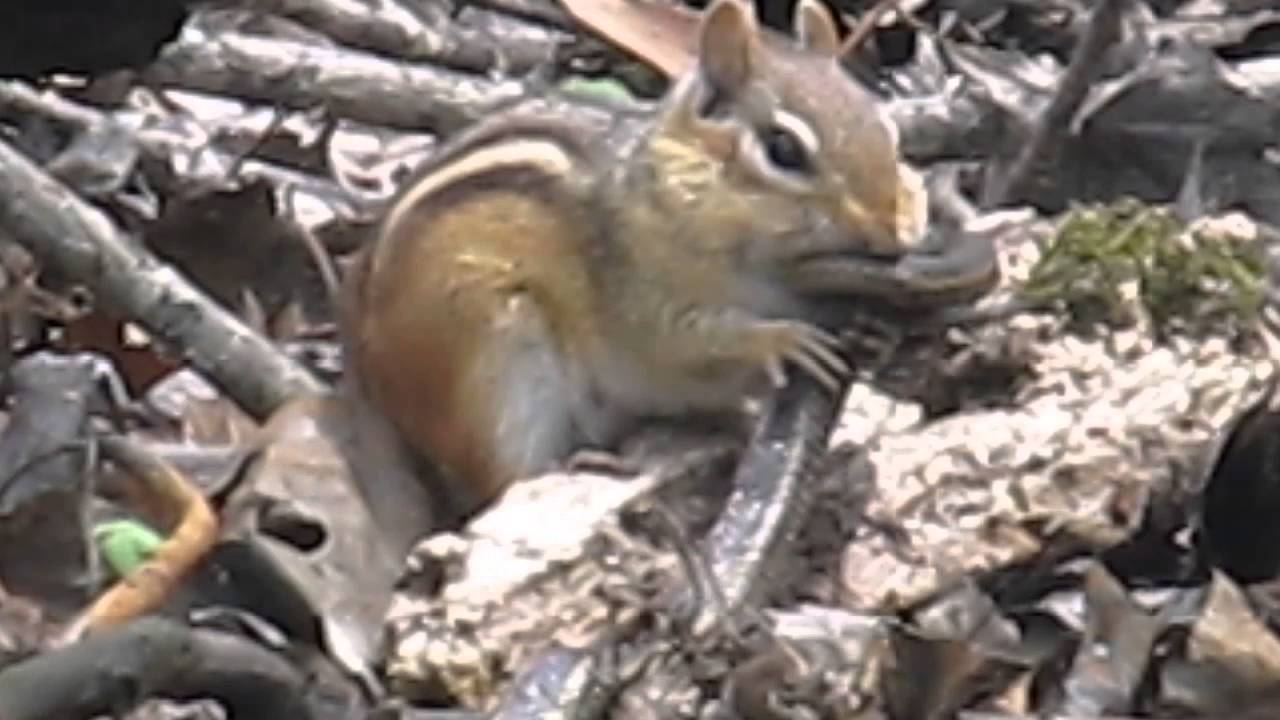 chipmunk killing a snake 1 - YouTube