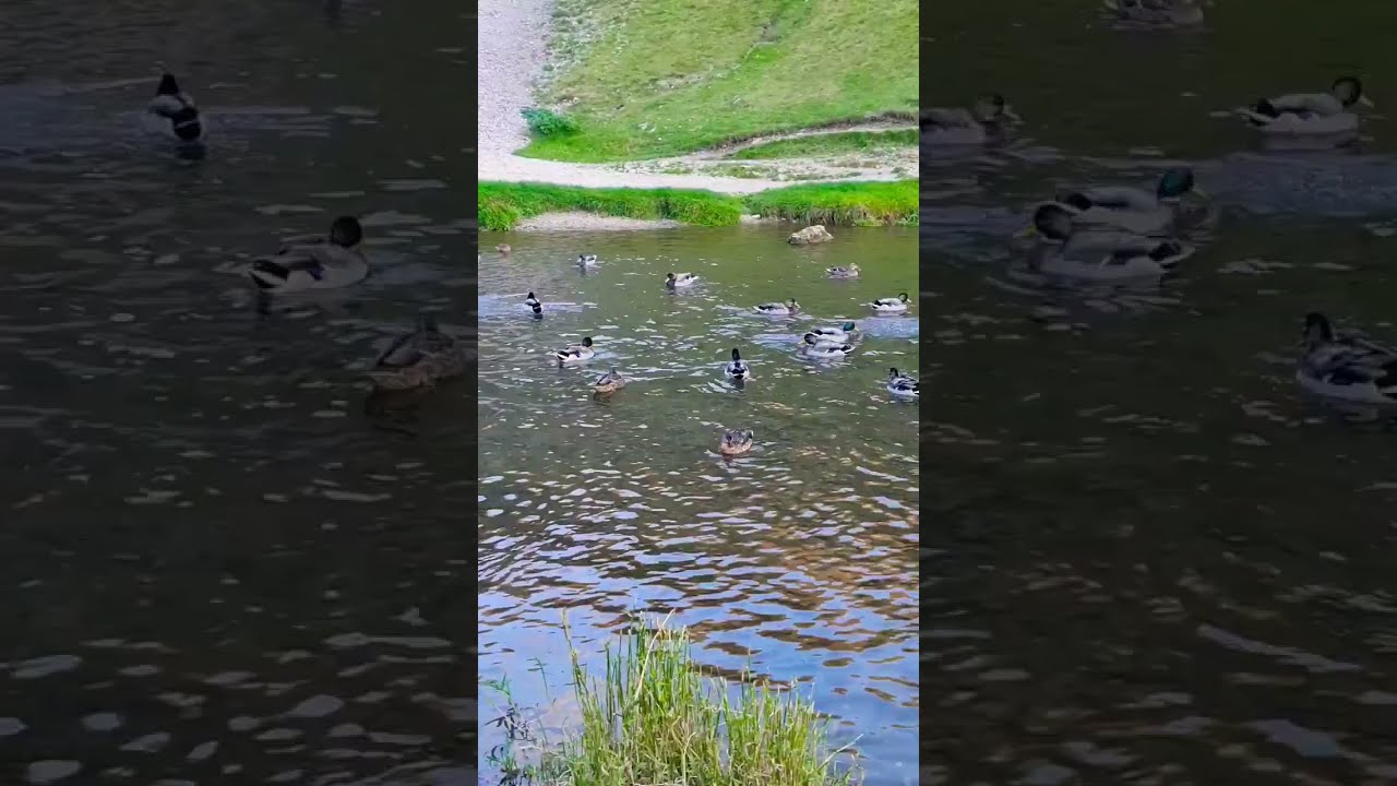 Swimming Ducks - Dovedale - Peak District - UK | Solo Traveler - YouTube