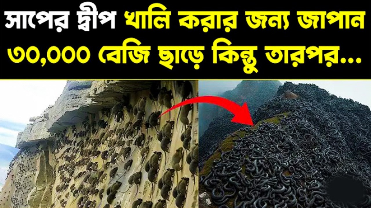 সাপ ও বেজির ভয়ঙ্কর লড়াই | mongoose vs snake | beji abong saper lorai ...