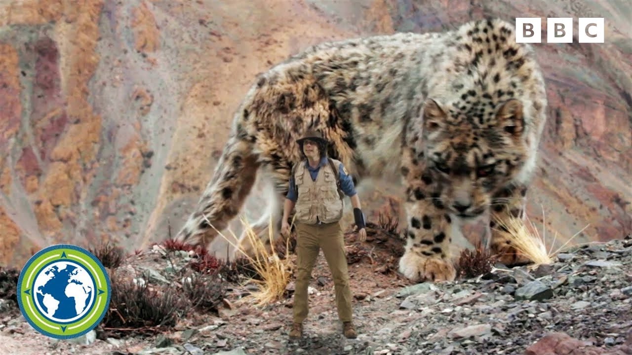 Spotting a Snow Leopard | Andy's Safari Adventures | Andy's Amazing ...