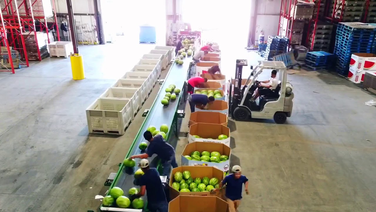 Watermelon packing house - YouTube