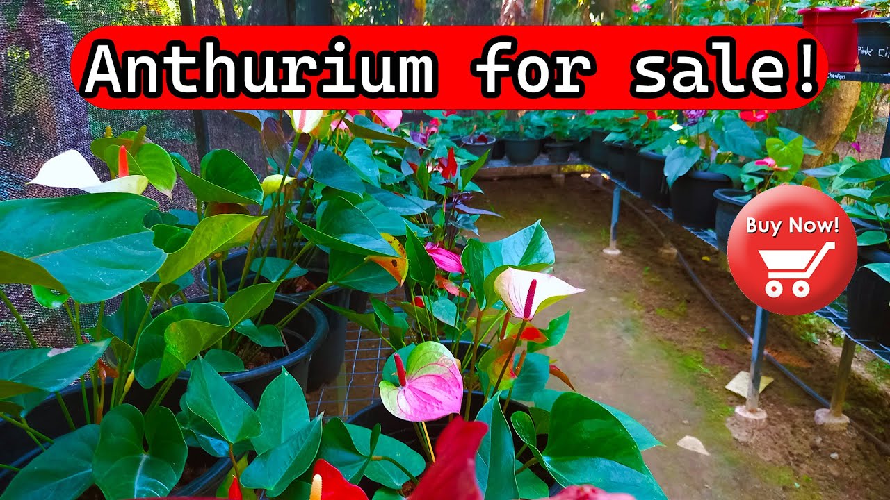 S&D Flowers- Kandy - YouTube