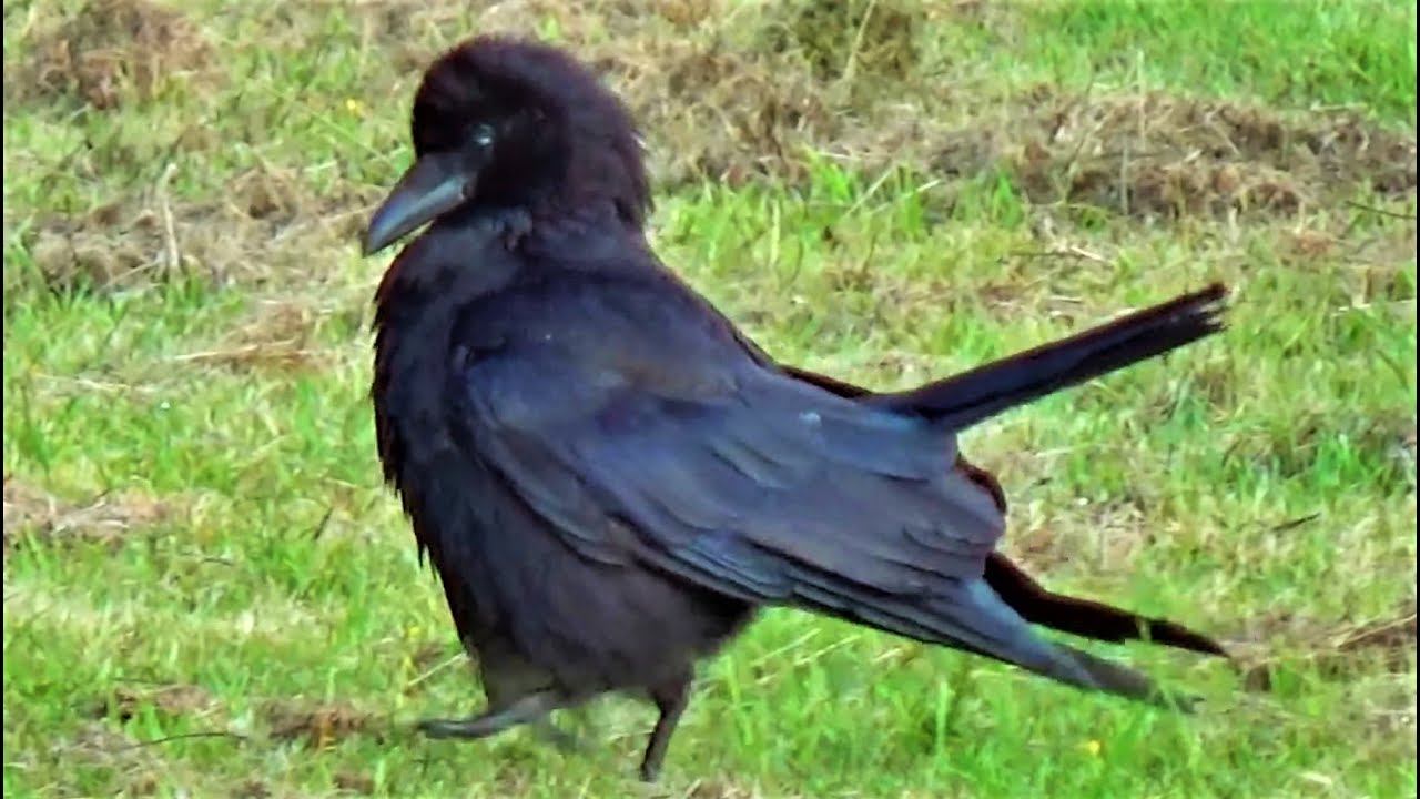 Feeding Crows, The Rooster Family With FIVE Fledglings / Park Crows 4K ...
