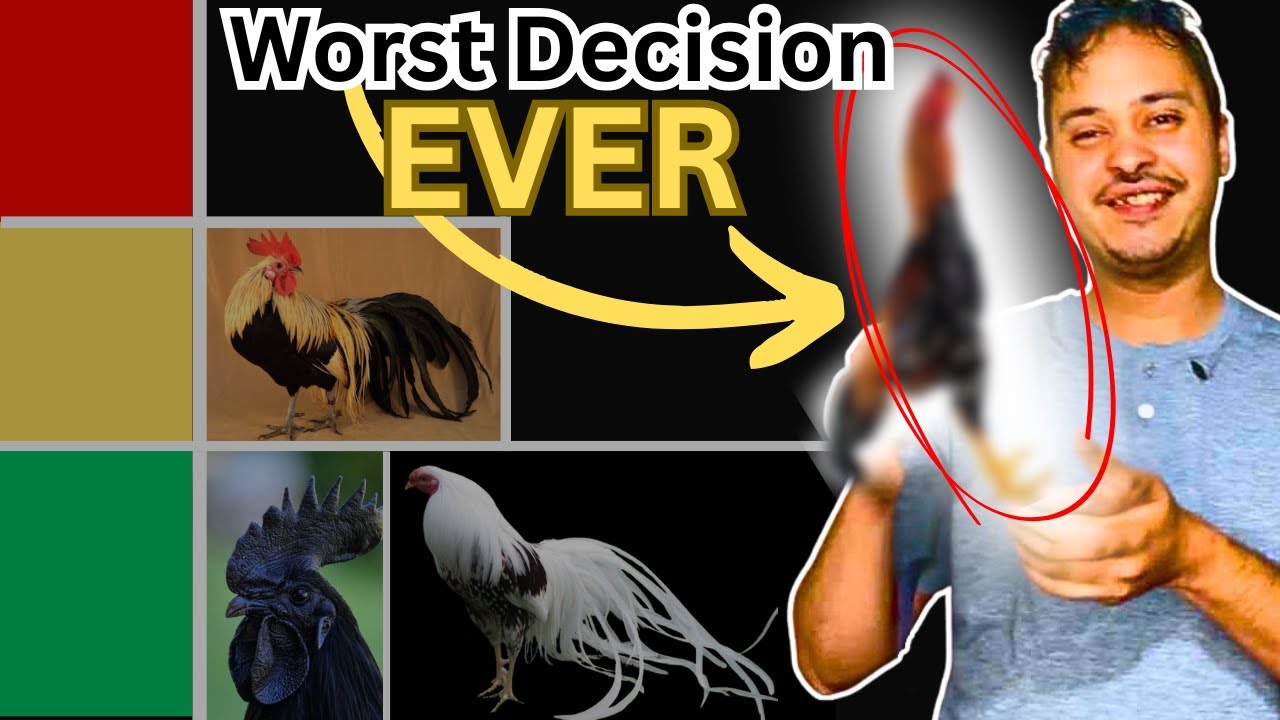 The 10 Worst Chicken Breeds For Beginners - YouTube