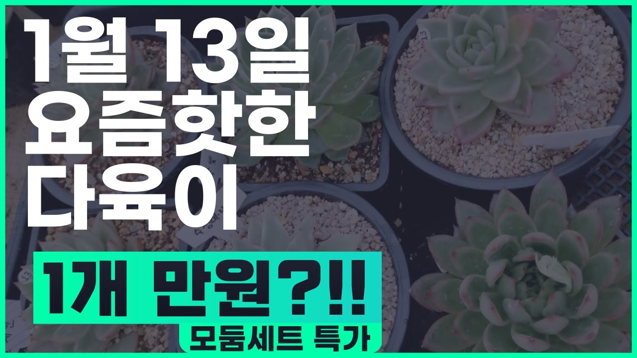 판매완료 1월 13일 🌟요즘 아주 핫한 다육이🌟 모둠세트 특가혜택까지 선착순 세일 다육이 금다육 다육이창 다육이