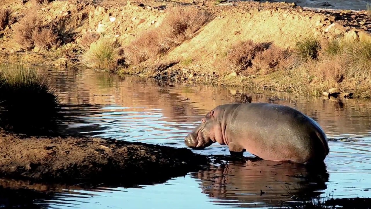 Hippopotamus, Snow Deer, Bird Enjoying water and Bear having a good ...