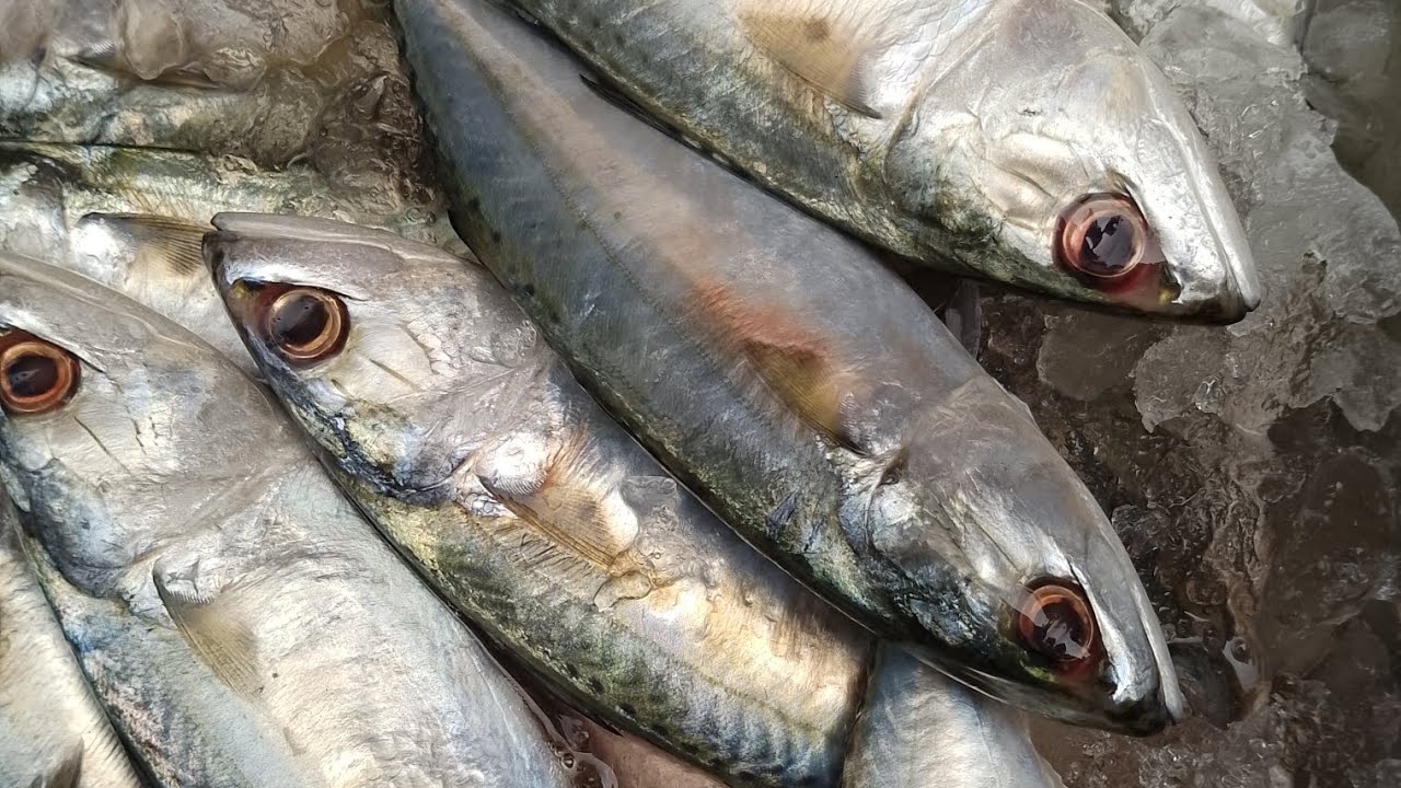 Surma fish/Tuna fish/সুরমা মাছ। - YouTube