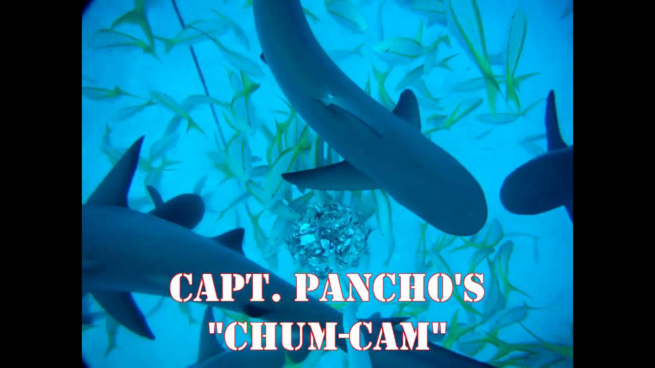 Blackbeards March 2012 shark dive.avi - YouTube