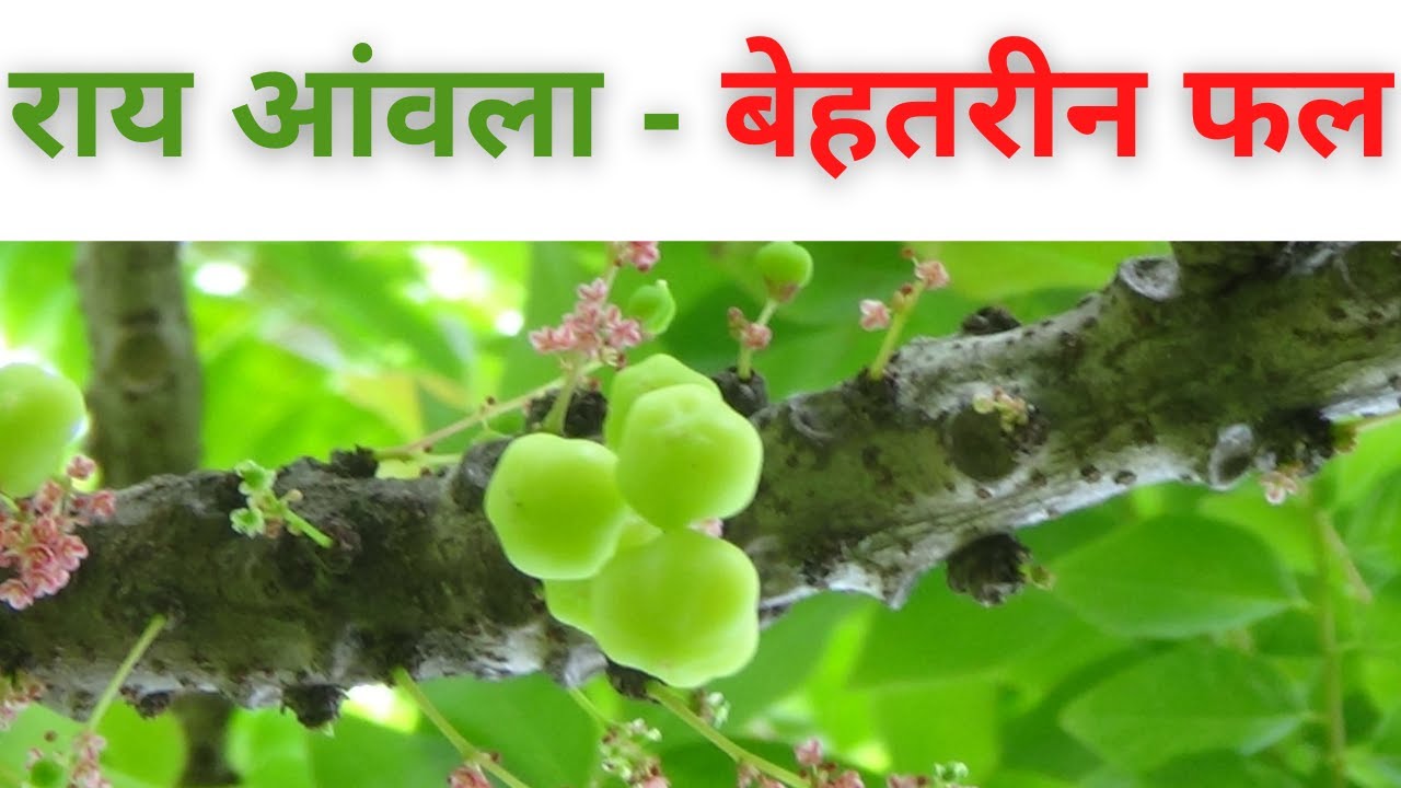 #shorts #zishangarden राय आवलां एक बेहतरीन फल, rai awala #cranberry ...