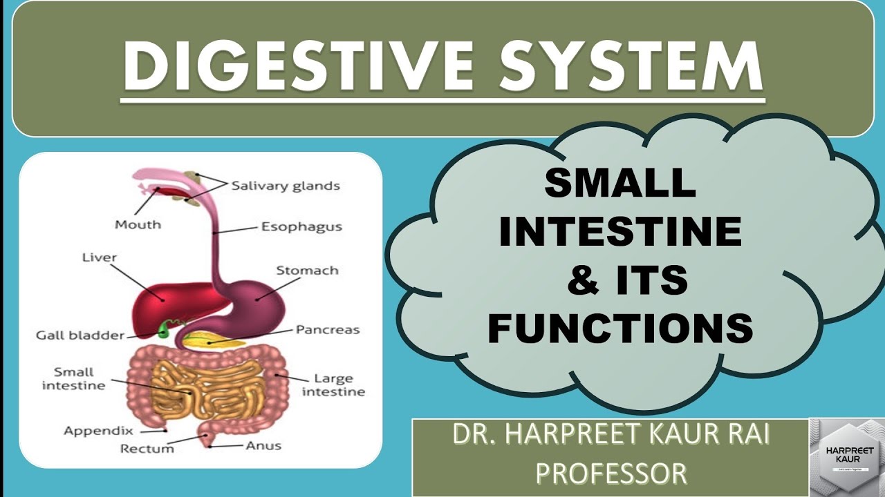 DIGESTIVE SYSTEM: SMALL INTESTINE AND ITS FUNCTIONS (NOTES WITH ...
