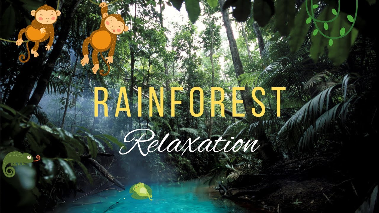 Nature's Embrace: Rainforest Meditation Journey - YouTube