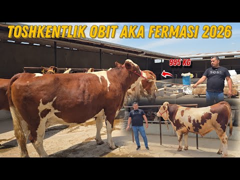‼️ 995 Kg Simental Sigirlar Obit Aka Fermasi 2026 Toshkent 
