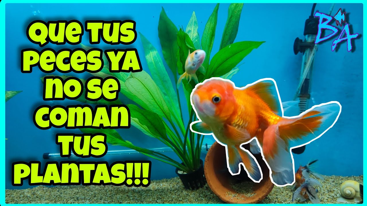 Como lograr que mis peces no se coman las plantas Bioacuatixz - YouTube