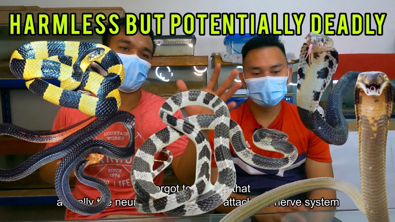 TOP 6 VENOMOUS SNAKE IN MALAYSIA | 6 spesis ular paling berbisa di ...