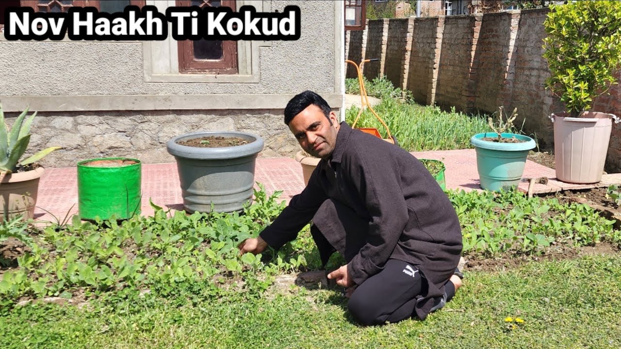 Nov Haakh Ti Kokud | Kashmiri New Haakh Collard Greens & Chicken Recipe ...