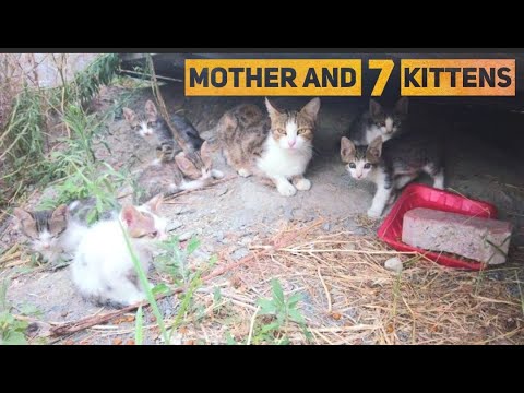 a mother cat lives with seven kittens under a metal plate that must be ...