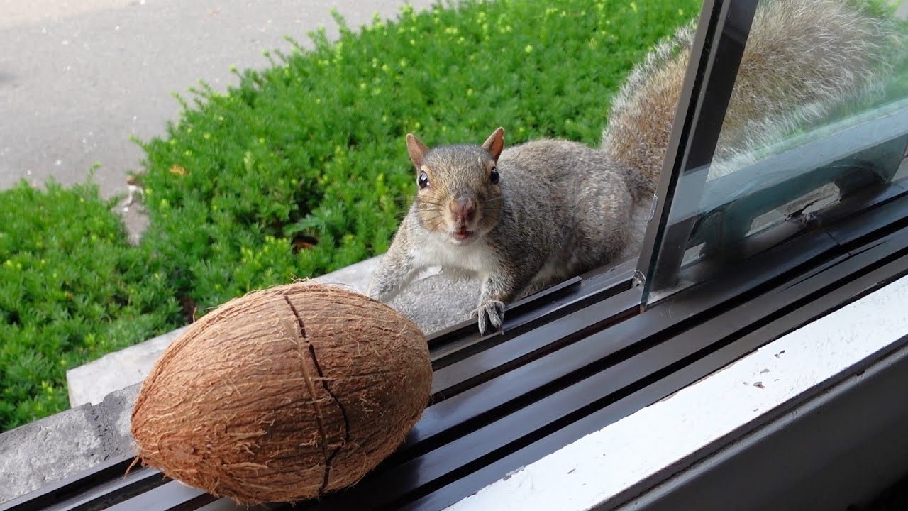 Squirrels' reactions to a whole coconut, with an unexpected turn - YouTube