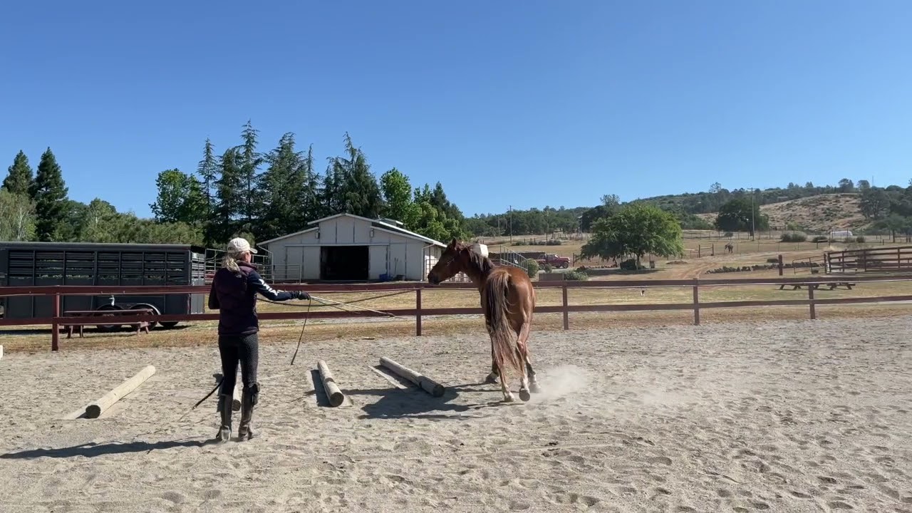 Tennessee Walking Horse -Neigh Neigh - YouTube