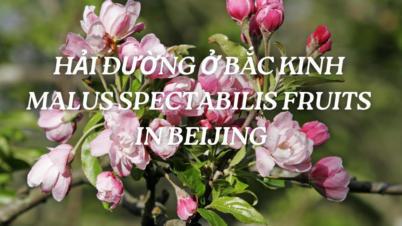 HẢI ĐƯỜNG Ở BẮC KINH MALUS SPECTABILIS FRUITS IN BEIJING - YouTube