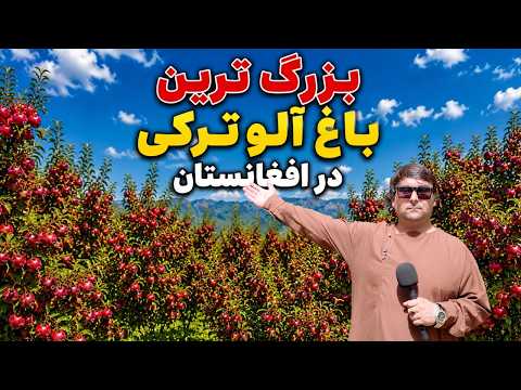 🌿 بزرگ‌ترین باغ آلو ترکی در شهر کندز | برداشت محصول باکیفیت و خوش‌طعم