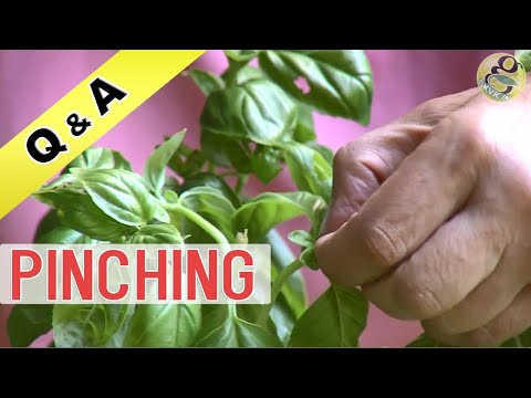 WHAT IS PINCHING IN GARDENING | Pinching for Plants | Benefits - How to Make Plant Bushy