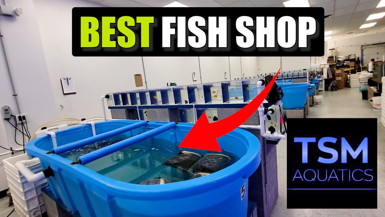 TSM Aquatics Store Tour and Fish Pickup!!!! - YouTube