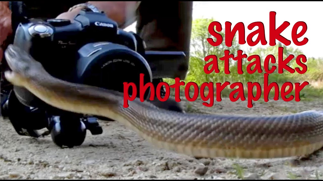 Snake attacks Photographer - YouTube