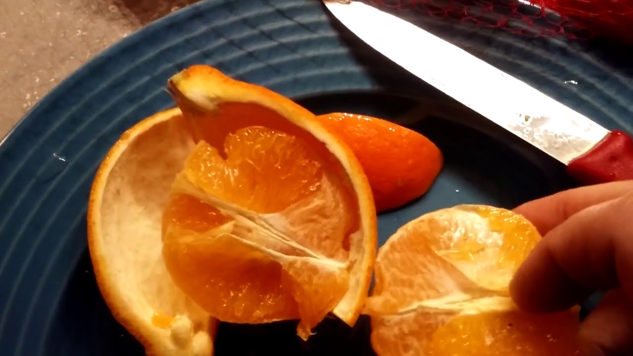 best crossbred hybrid citrus? TANGELO - YouTube